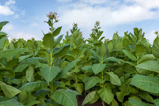 Imágenes de "Tobacco Farm": descubre bancos de fotos, ilustraciones ...