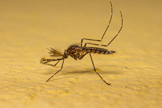 「Culex」の画像 - 2,228 件の Stock 写真、ベクターおよびビデオ | Adobe Stock