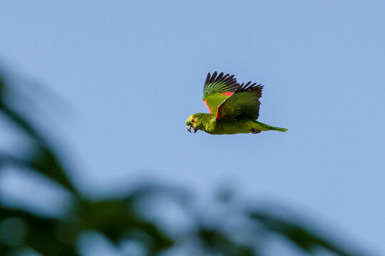 Blue Fronted Amazon Flying
