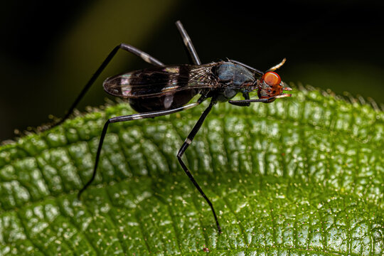 รูปภาพMicropezidae – เลือกดูภาพถ่ายสต็อก เวกเตอร์ และวิดีโอ134 | Adobe Stock