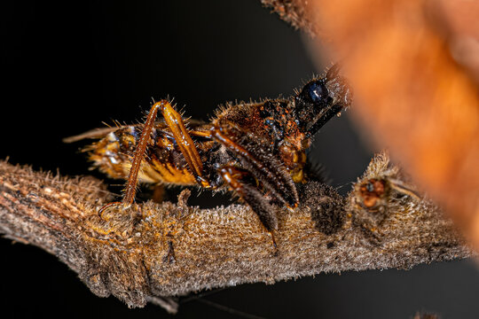 Harpactorinae bilder – Bläddra bland 357 stockfoton, vektorer och ...
