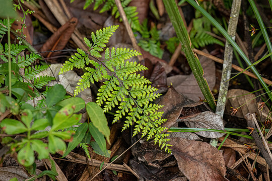 Filicales Bilder – Durchsuchen 1,759 Archivfotos, Vektorgrafiken und ...
