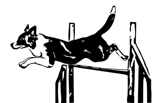 Dog Agility Equipment Clip Art