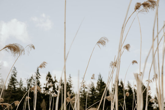 Razorback Изображения: просматривайте стоковые фотографии, векторные ...