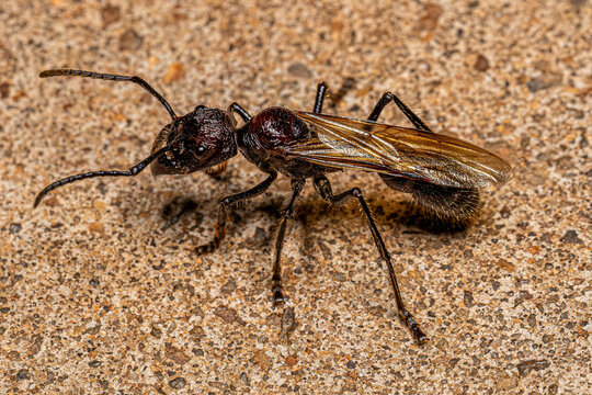 Tocandira bilder – Bläddra bland 35 stockfoton, vektorer och videor ...