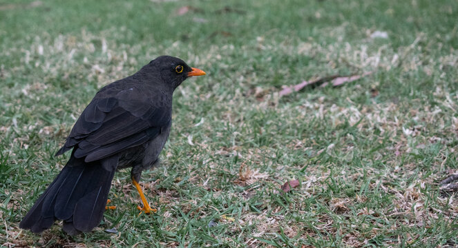 Mirla Images – Browse 37 Stock Photos, Vectors, and Video | Adobe Stock