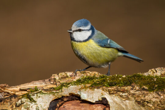 รูปภาพRindertalg – เลือกดูภาพถ่ายสต็อก เวกเตอร์ และวิดีโอ173 | Adobe Stock