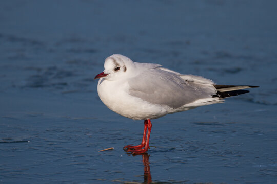 「Laridae」の画像 - 13,774 件の Stock 写真、ベクターおよびビデオ | Adobe Stock