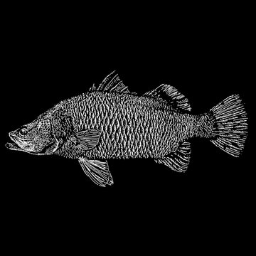 Barramundi