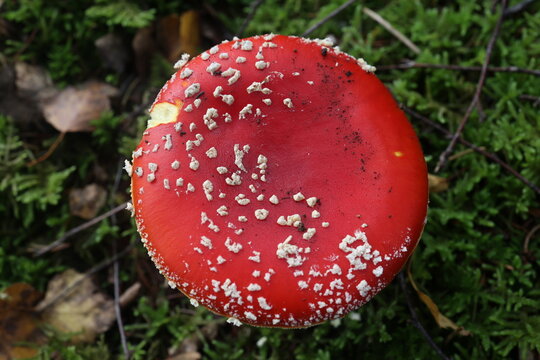 Unedible Bilder – Durchsuchen 469 Archivfotos, Vektorgrafiken und ...