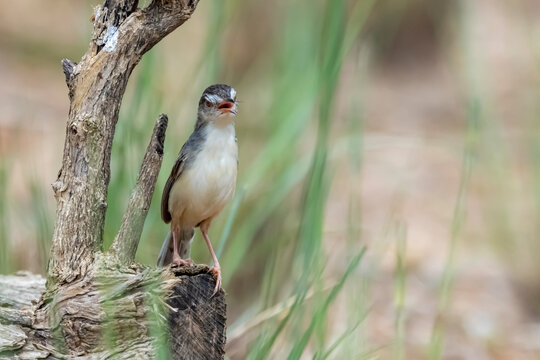 Feldspatzen Bilder – Durchsuchen 6,670 Archivfotos, Vektorgrafiken und ...