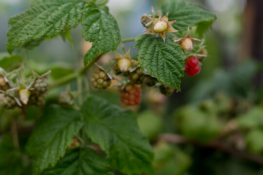 Fructify bilder – Bläddra bland 573 stockfoton, vektorer och videor | Adobe Stock