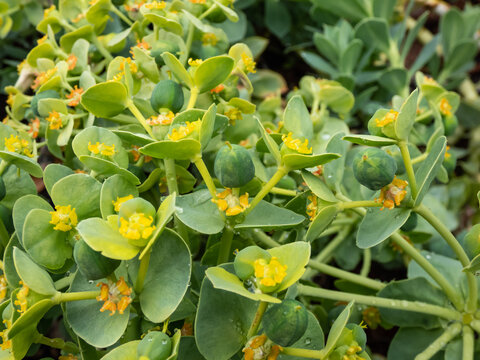 "Mole Plant" Bilder – Durchsuchen 793 Archivfotos, Vektorgrafiken und ...