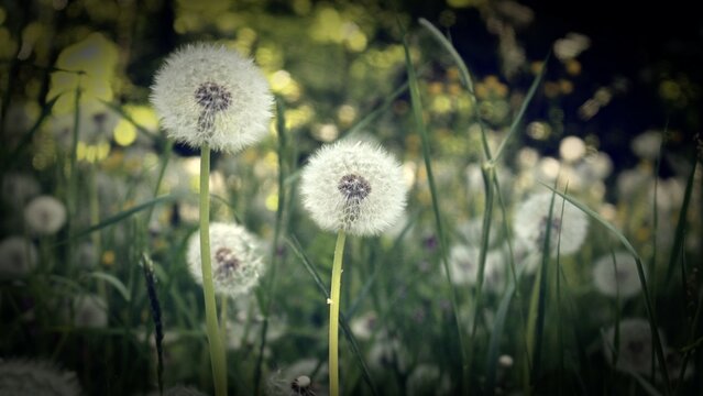 Pusteblumenwiese Bilder – Durchsuchen 9,160 Archivfotos, Vektorgrafiken ...