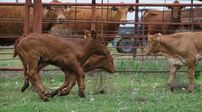 รูปภาพBeefmaster – เลือกดูภาพถ่ายสต็อก เวกเตอร์ และวิดีโอ131 | Adobe Stock