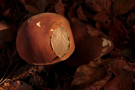 Maronenpilz-Bilder: Stock-Fotos & -Videos. | Adobe Stock