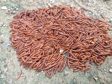 Imágenes de Trigoniulus: descubre bancos de fotos, ilustraciones ...