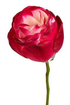 Pseudanthium Images – Browse 657,495 Stock Photos, Vectors, and Video ...