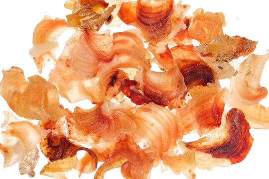 Tragacanth Images – Browse 139 Stock Photos, Vectors, and Video | Adobe ...