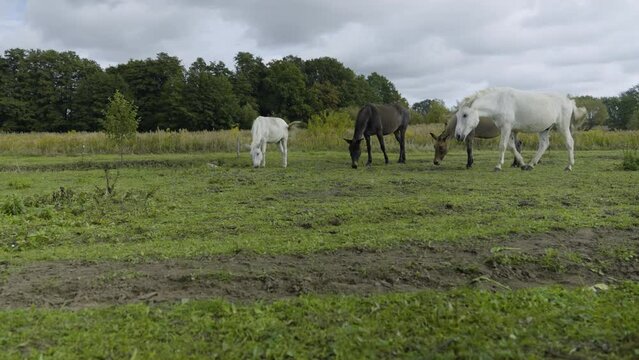 รูปภาพMaultiere – เลือกดูภาพถ่ายสต็อก เวกเตอร์ และวิดีโอ86 | Adobe Stock