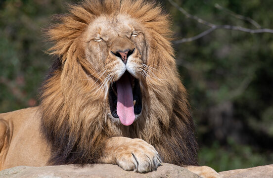 Yawning Lion Gif
