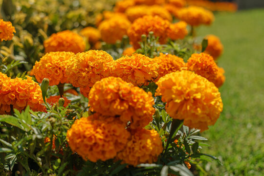 รูปภาพCempasuchil – เลือกดูภาพถ่ายสต็อก เวกเตอร์ และวิดีโอ10,290 ...