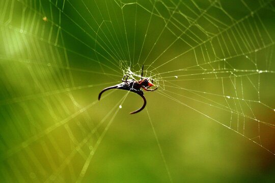 Imágenes de Orb-Weaver: descubre bancos de fotos, ilustraciones ...