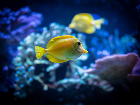 Yellow Elephant Fish
