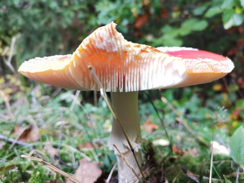 Giftpilz bilder – Bläddra bland 14,073 stockfoton, vektorer och videor ...