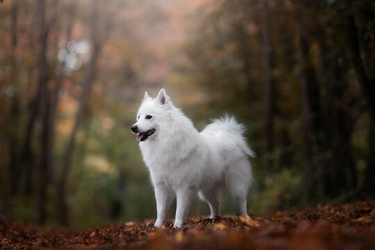 White German Spitz