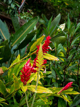 Imágenes de Platanillo: descubre bancos de fotos, ilustraciones ...