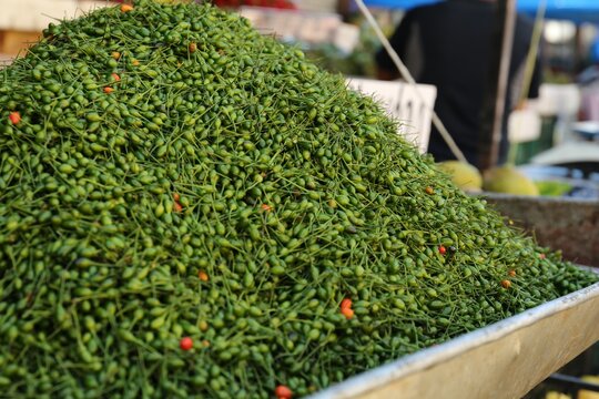 Chiltepe 이미지 – 찾아보기 245 스톡 사진, 벡터 및 비디오 | Adobe Stock