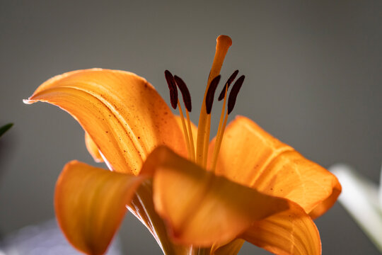 Azucena Bilder – Durchsuchen 5,615 Archivfotos, Vektorgrafiken und ...