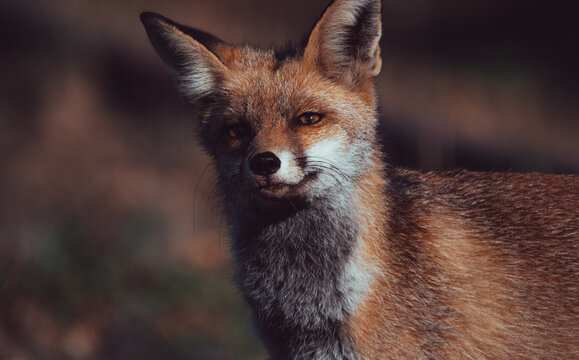 Fox Animal Face Side