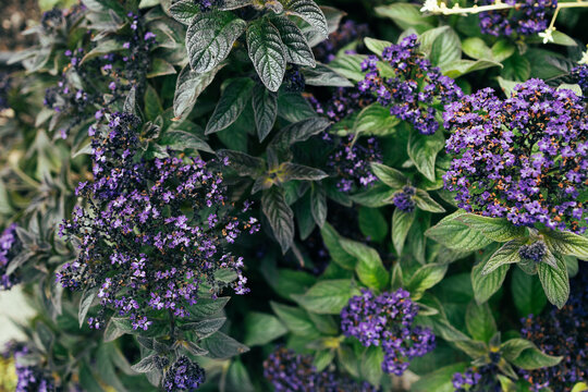 「Heliotrope」の画像 - 3,479 件の Stock 写真、ベクターおよびビデオ | Adobe Stock