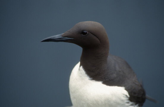 Murres Bilder – Durchsuchen 2,856 Archivfotos, Vektorgrafiken und ...