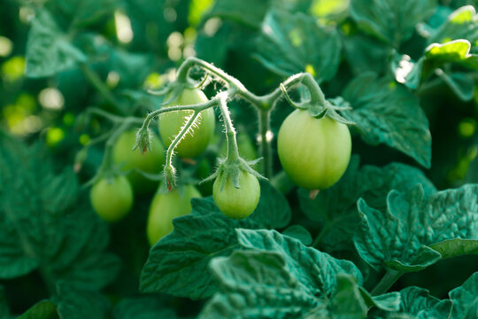 Strauchtomate Bilder – Durchsuchen 37,056 Archivfotos, Vektorgrafiken ...