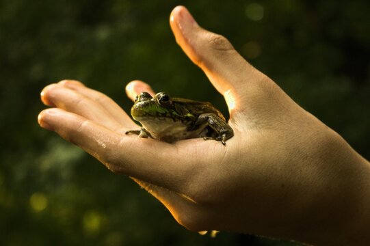 Ouaouaron Images – Parcourir 8,254 le catalogue de photos, vecteurs et ...