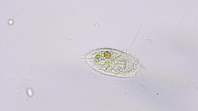 Paramecium Under Microscope 40x