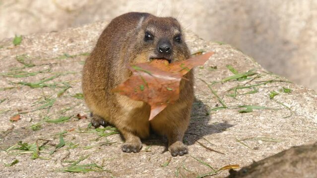 "Rock Rabbit" Images – Browse 15,184 Stock Photos, Vectors, and Video ...