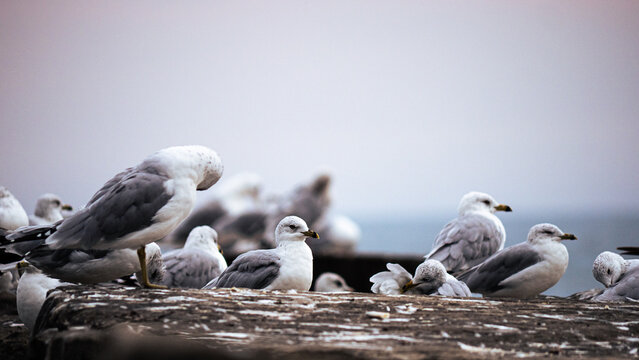 Seagul Изображения: просматривайте стоковые фотографии, векторные ...