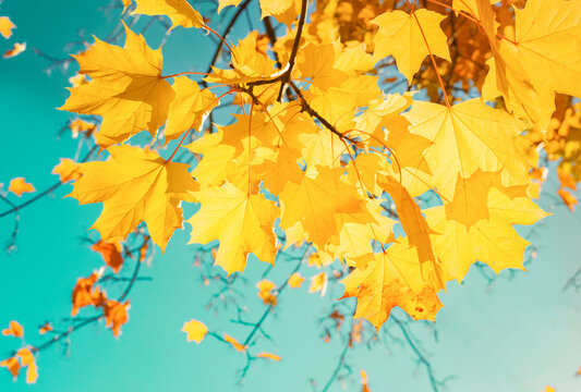 Imágenes de Marple: descubre bancos de fotos, ilustraciones, vectores y ...