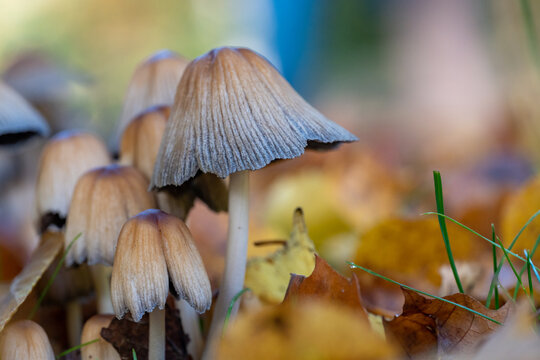 Giftpilz Bilder – Durchsuchen 172,246 Archivfotos, Vektorgrafiken und ...