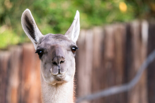 Camelids Images – Browse 13,012 Stock Photos, Vectors, and Video ...