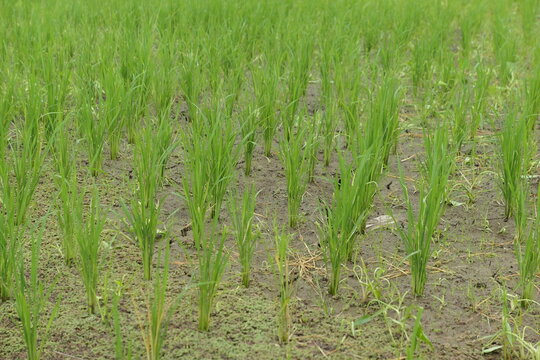 รูปภาพRiziculture – เลือกดูภาพถ่ายสต็อก เวกเตอร์ และวิดีโอ530 | Adobe Stock