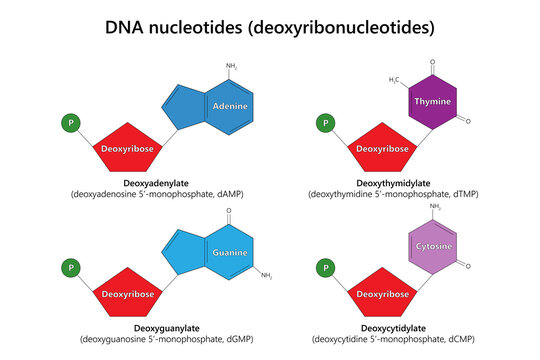Deoxyribonucleotide bilder – Bläddra bland 86 stockfoton, vektorer och videor | Adobe Stock