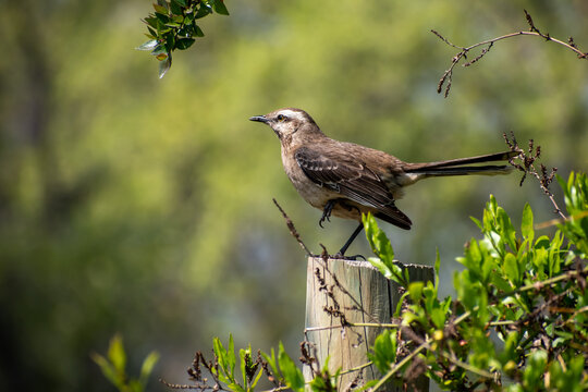 Tenca Images – Browse 77 Stock Photos, Vectors, and Video | Adobe Stock
