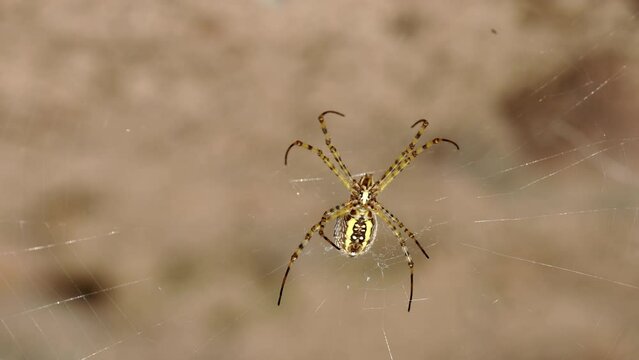 "Writing Spider" Imagens – Procure 294 fotos, vetores e vídeos | Adobe ...