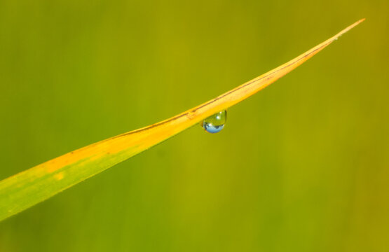 Dew-Drop bilder – Bläddra bland 2,712 stockfoton, vektorer och videor ...