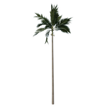 Alexander Palm Single